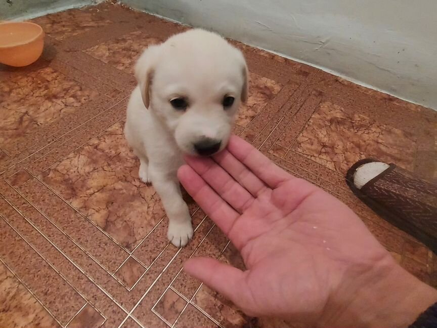 Собака в добрые руки