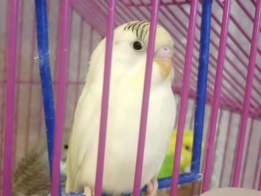 Волнистый попугай (малыши)