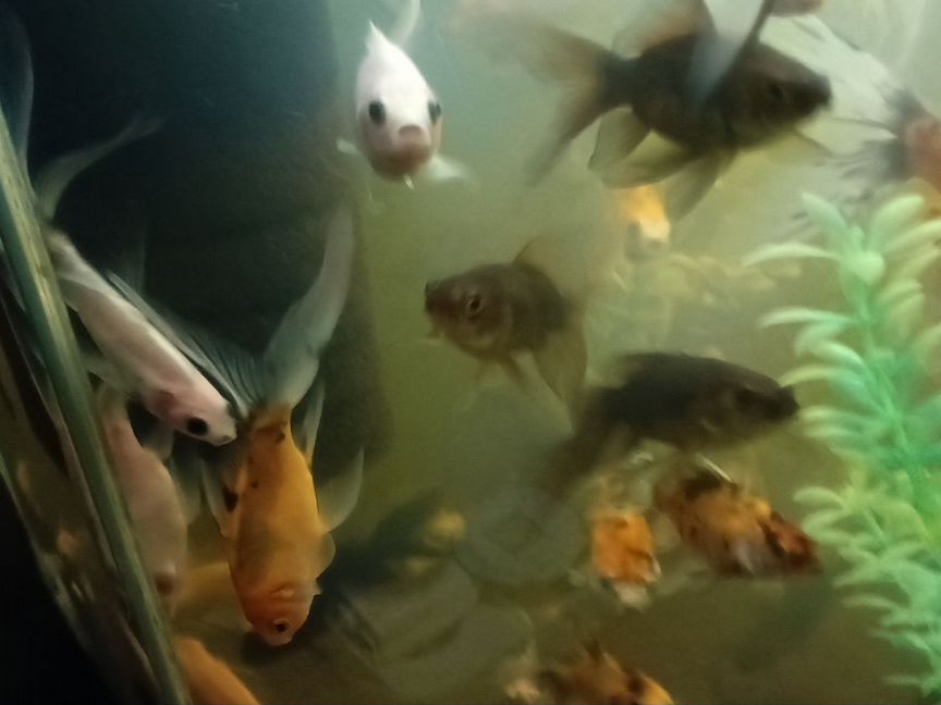 Кометы Вуалевые