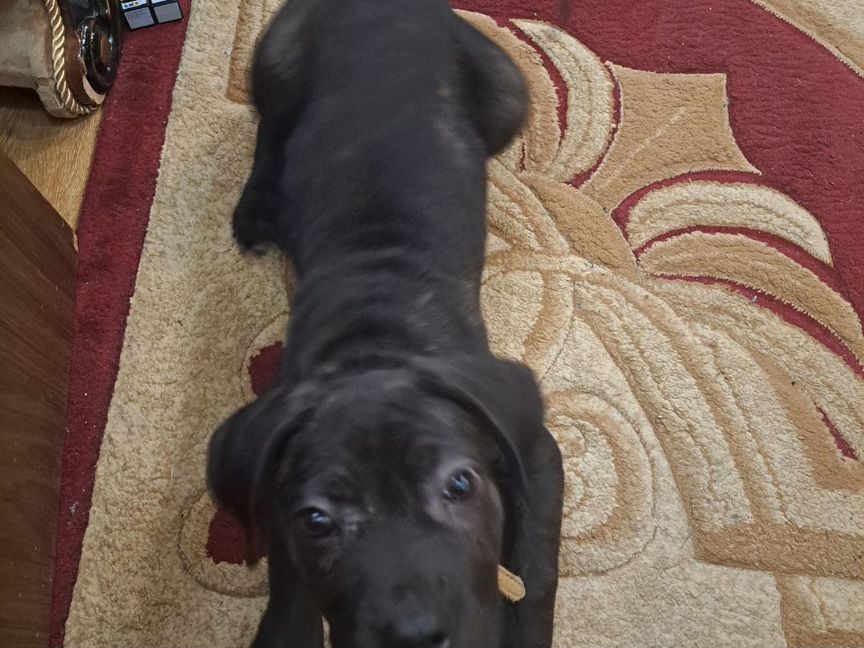 Собака кане корсо в добрые руки