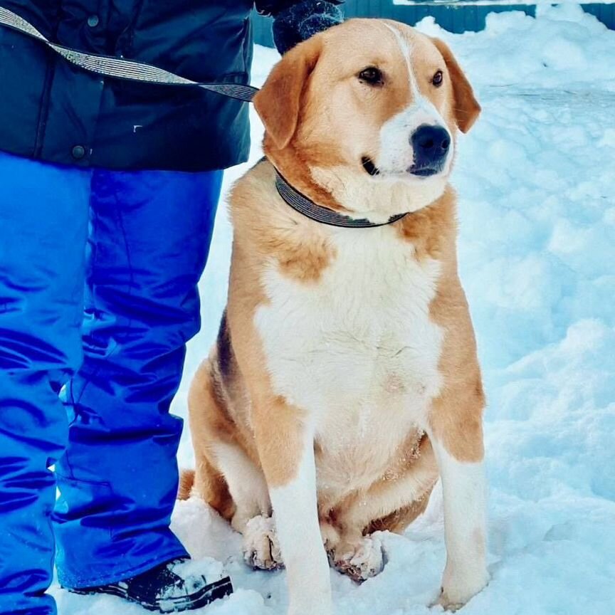 Взрослый пёс в добрые руки