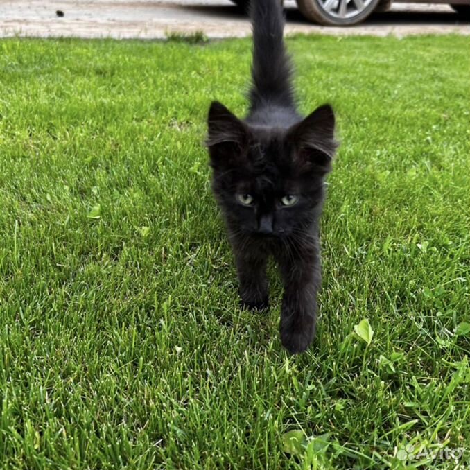 Котенок/ кошка/2 месяца. бесплатно