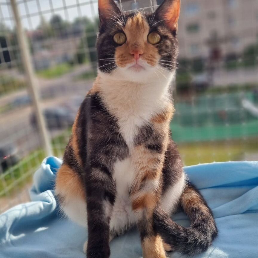 Кошка Этна