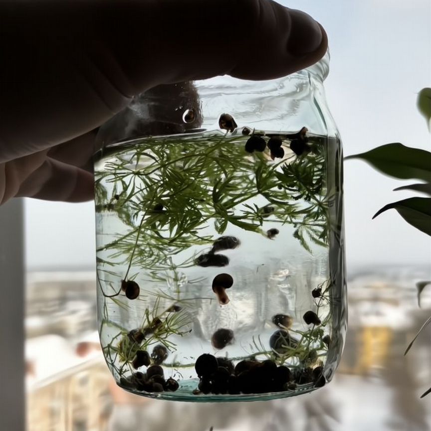 Улитки аквариумные