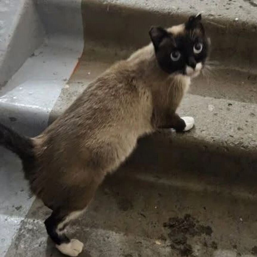 Невская маскарадная, взрослая кошка