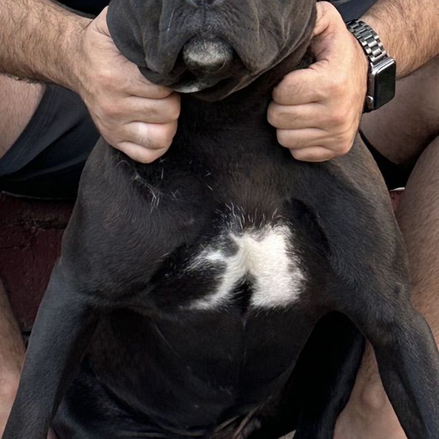 Стаффорд кабель вязка