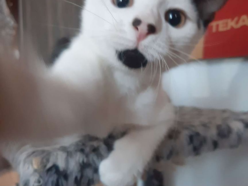 Котята