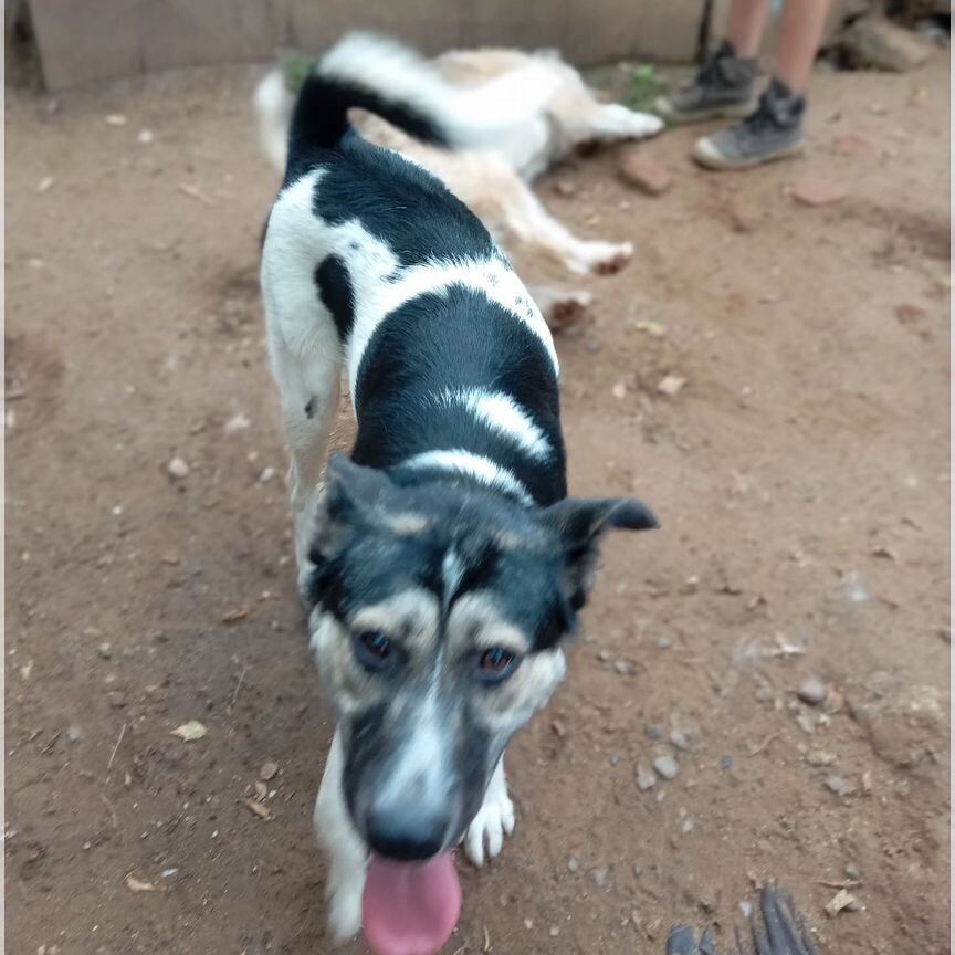 Взрослая собака в добрые руки