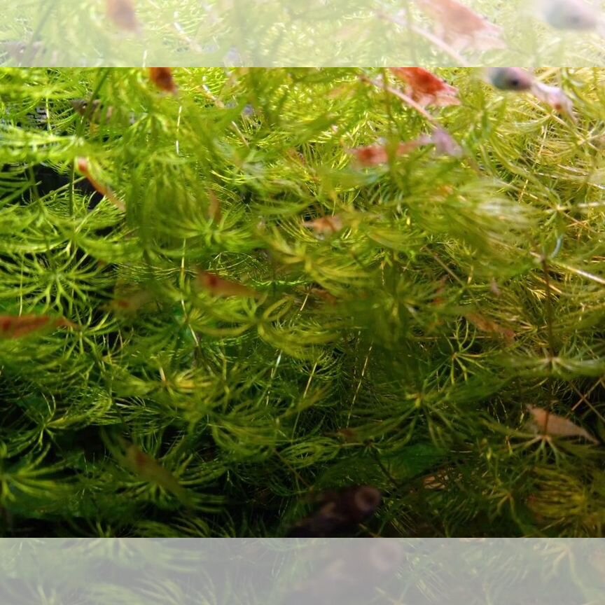 Аквариумные креветки