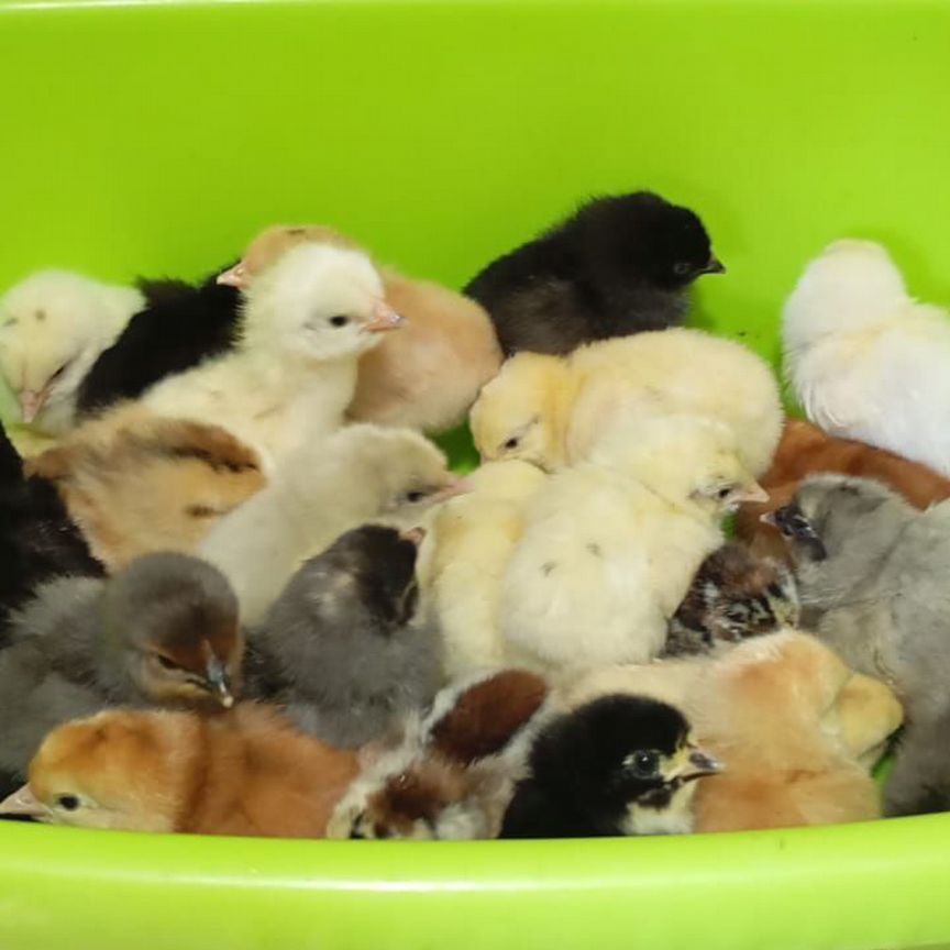 Цыплята домашние