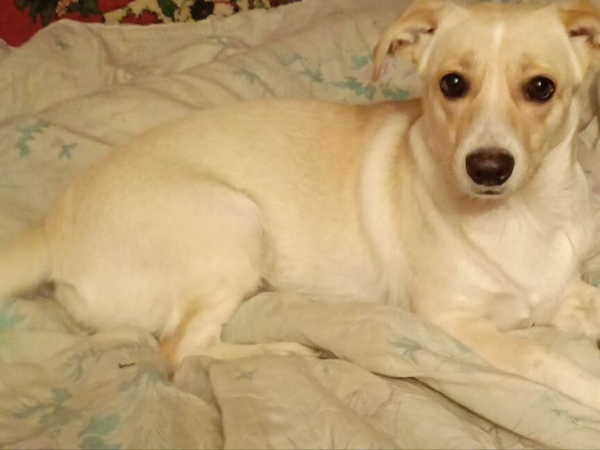 Собака в добрые руки