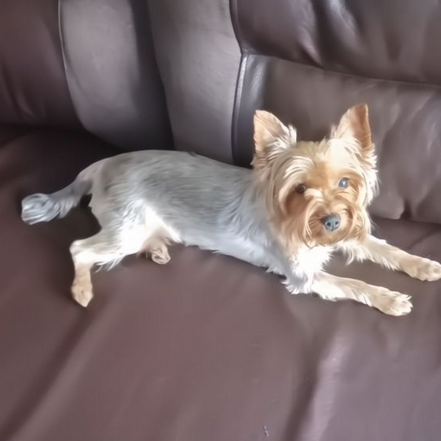 Йоркширский терьер, взрослая собака