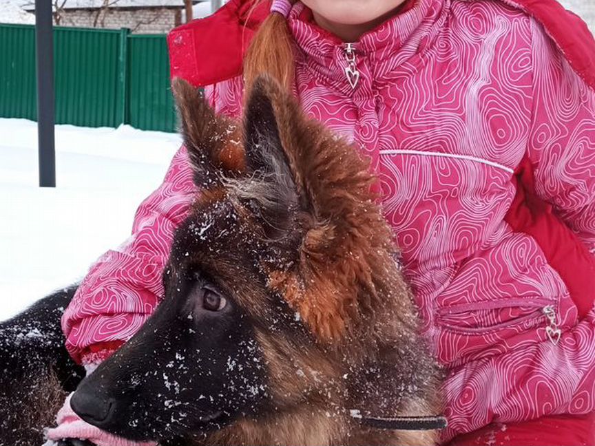 Щенки немецкой овчарки с родословной