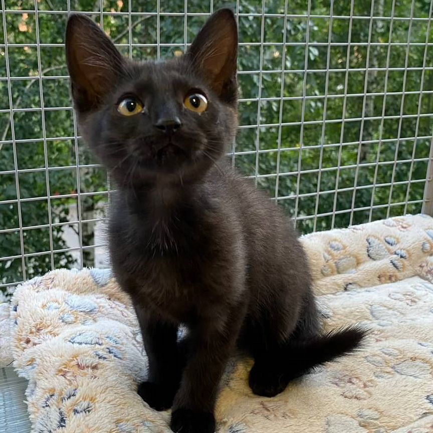 Маленькая пантера в добрые руки