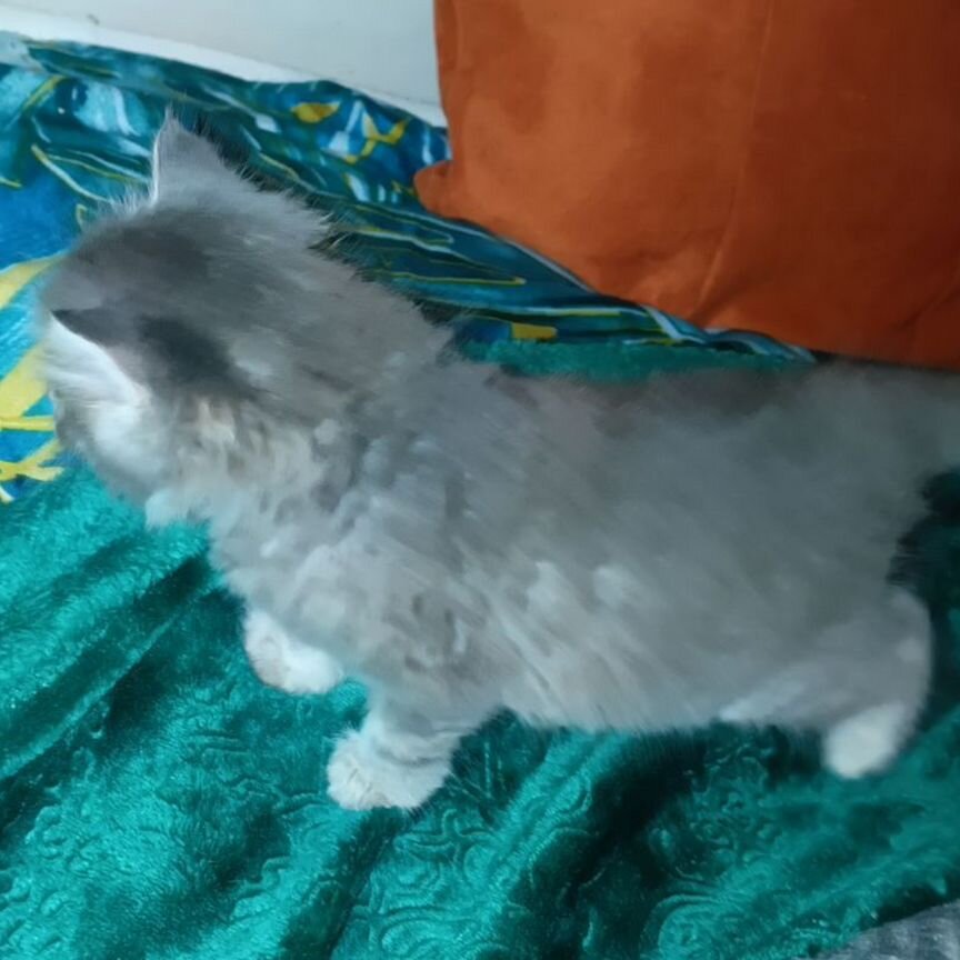 Отдам котятв добрые руки