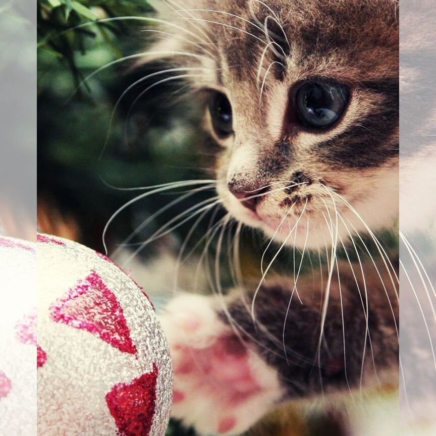 Новогодние сибирские котята