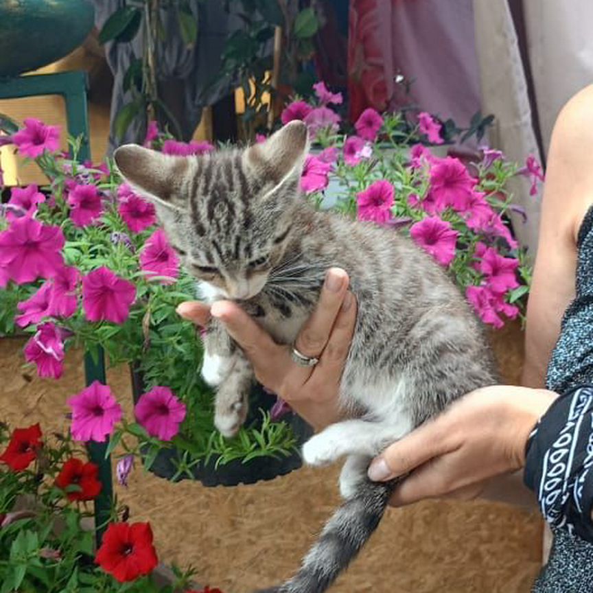 Котята в добрые руки