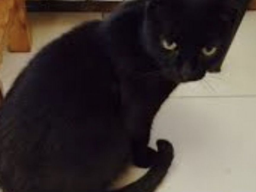 Котик в добрые руки