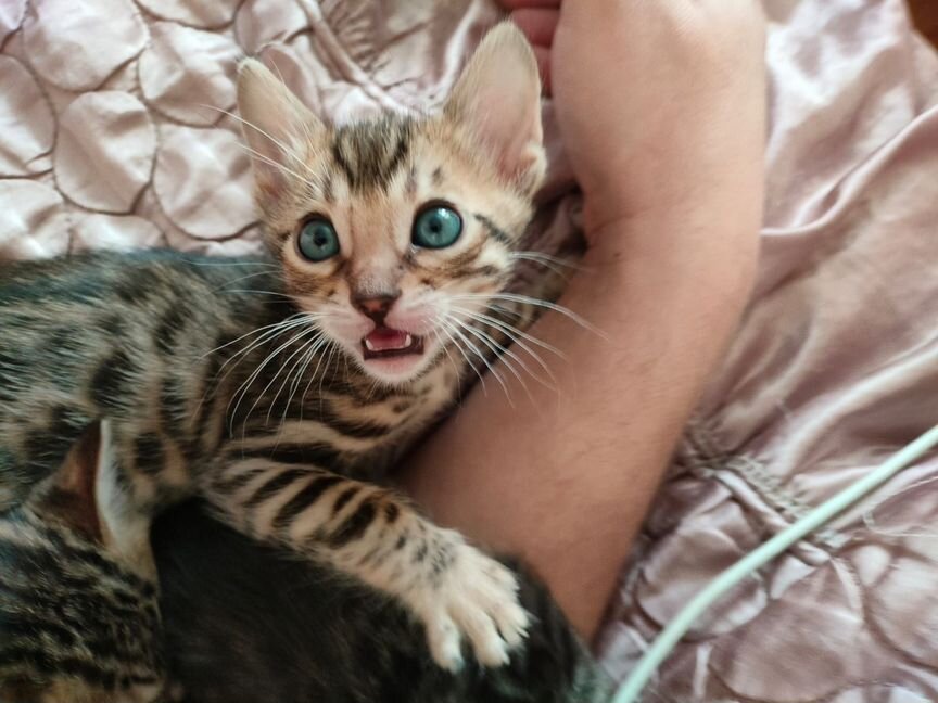 Бенгальская кошка