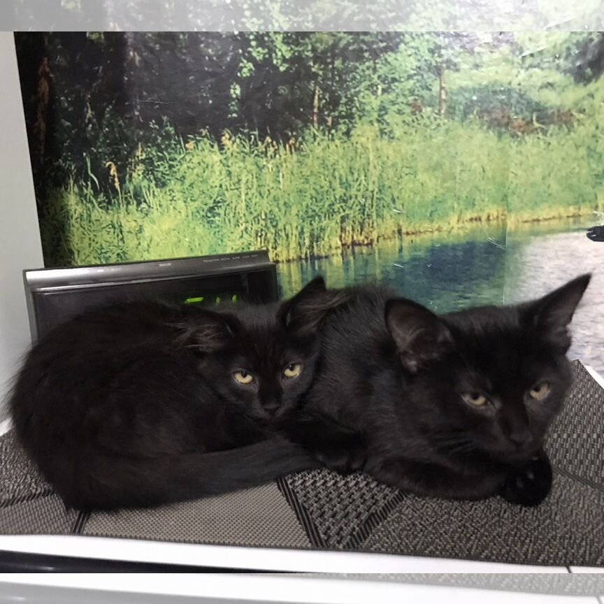 Котёнок в добрые руки