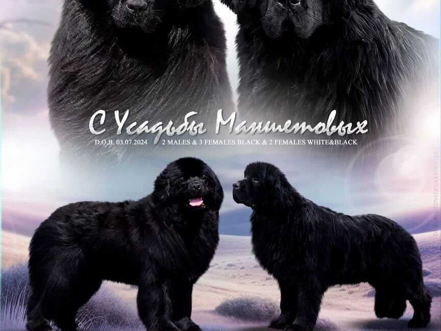 Щенки ньюфаундленда