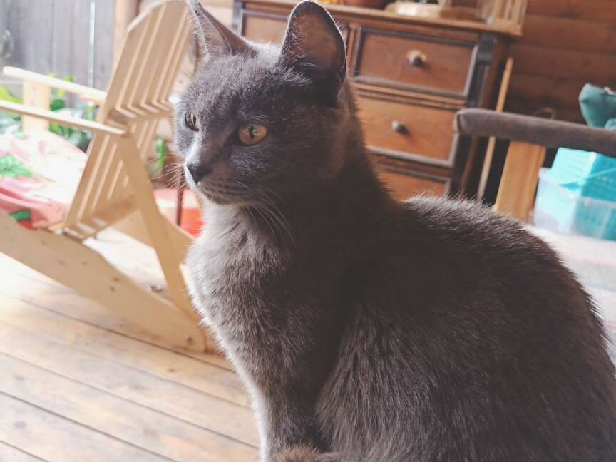 Русская голубая кошка