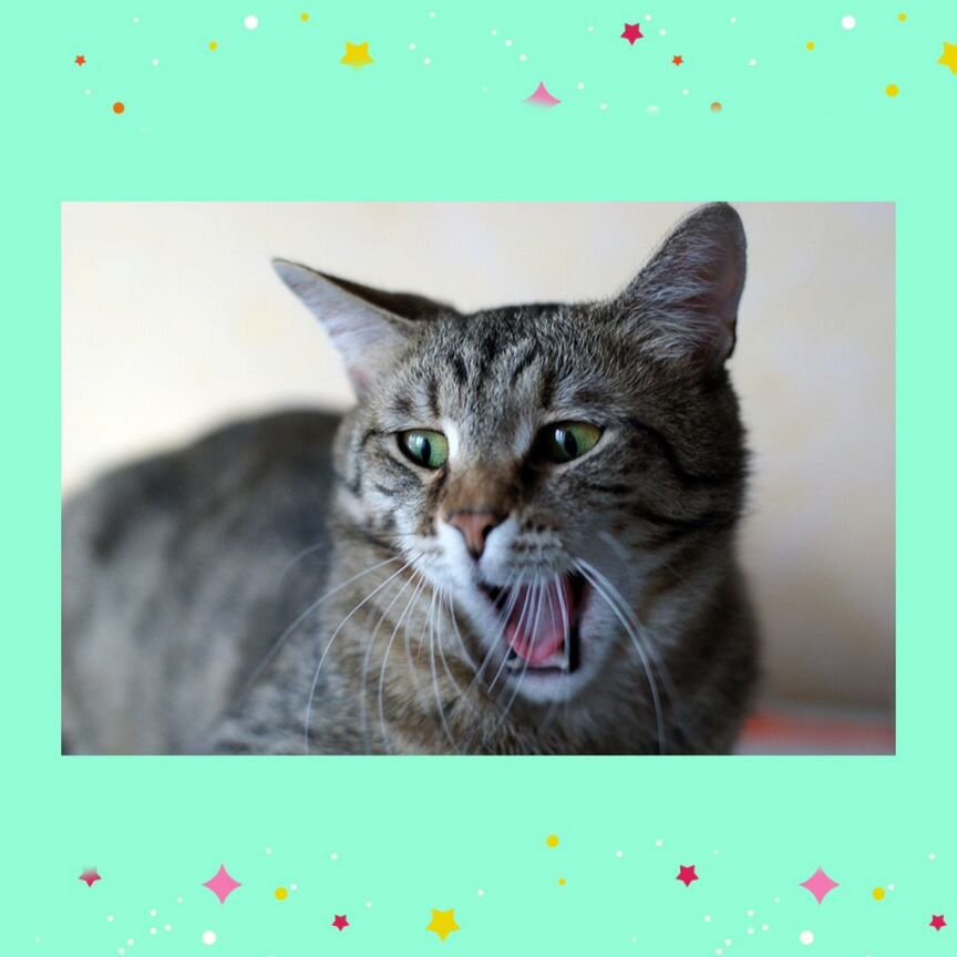 Кошка Таможня