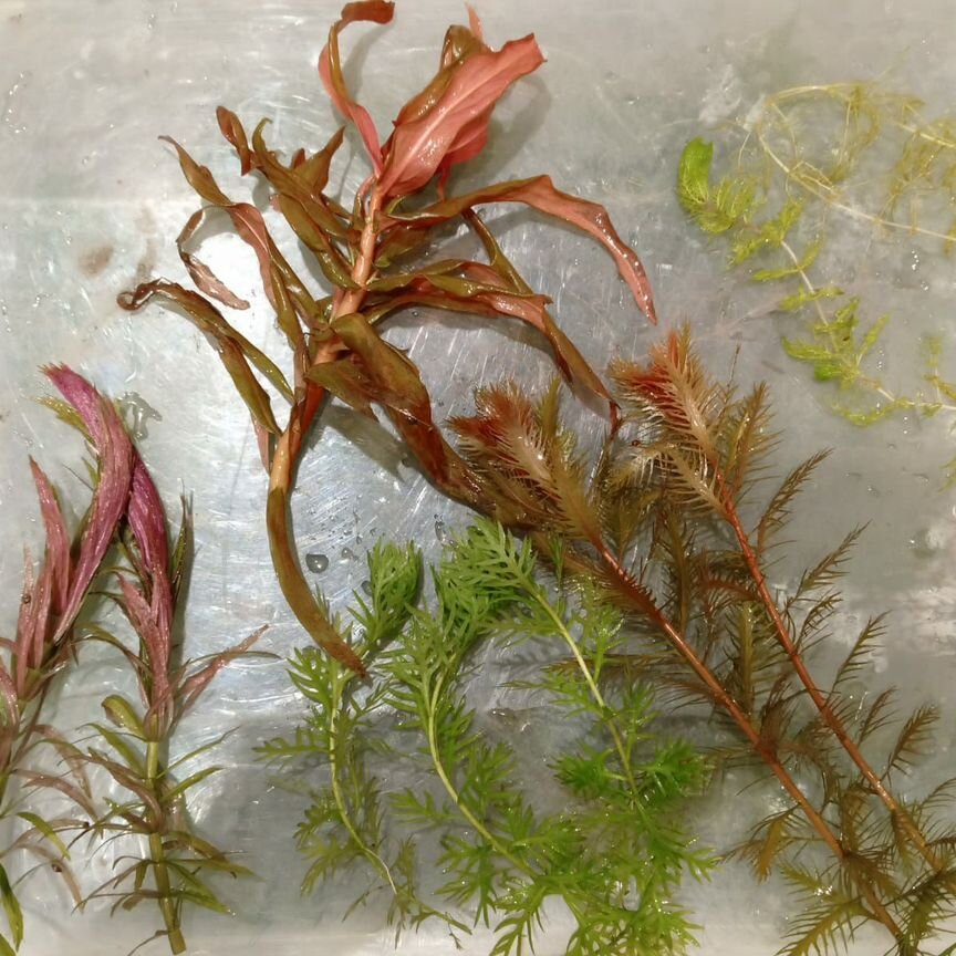 Аквариумные растения прополка