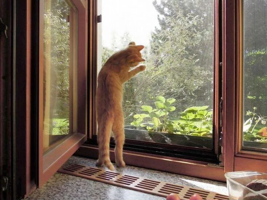 Сетка "антикошка"