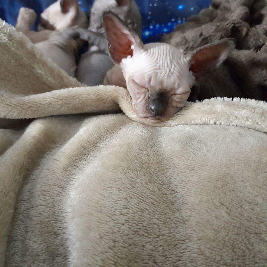 Продам котёнка канадского сфинкса, мальчик