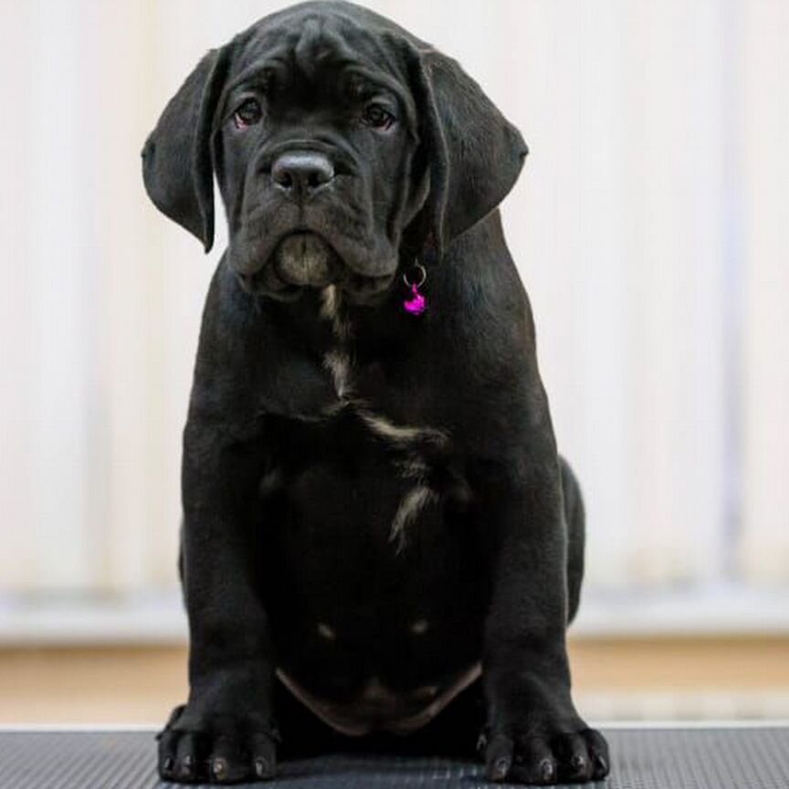 Кане-корсо, щенок