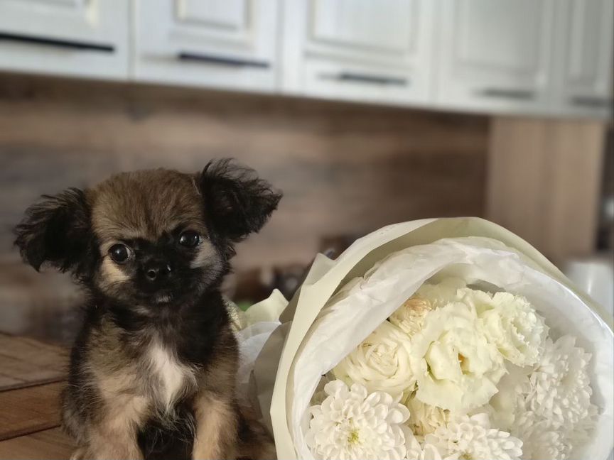 Девочка чихуа