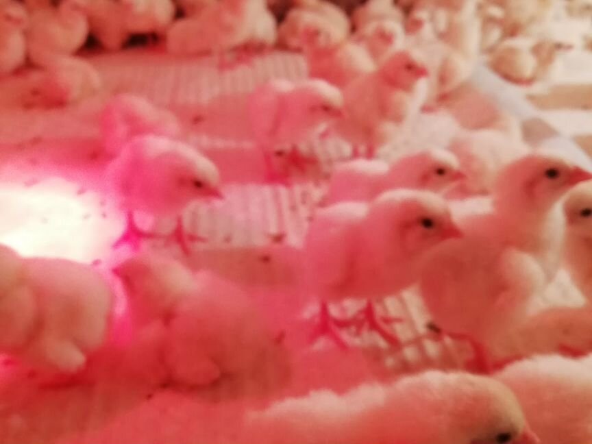 Цыплята бройлеры кобб 700