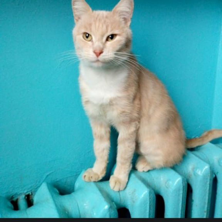 Котик в добрые руки