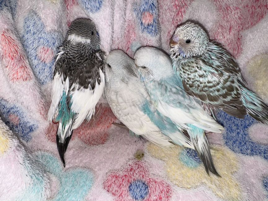 Выставочные волнистые попугаи чехи птенцы