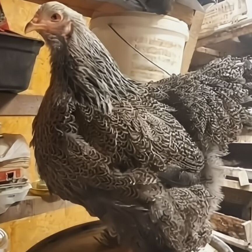 Молодые петушки и несколько курочек Брама