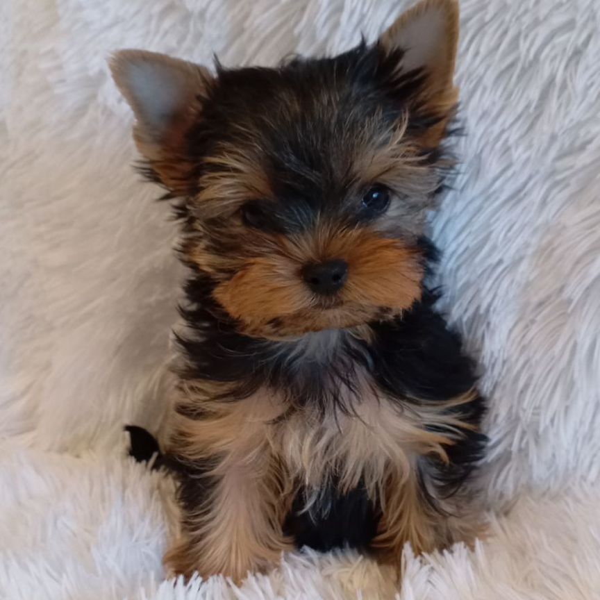 Йоркширский терьер, щенок