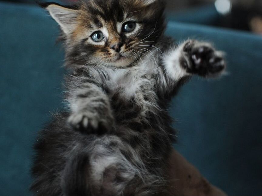 Кошечка мейн-кун Мона