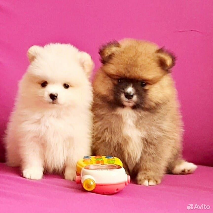 Померанский шпиц