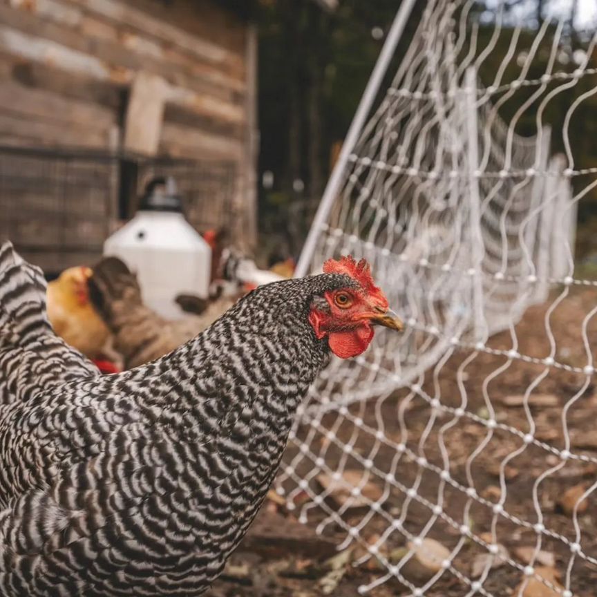 Куры несушки – яйценоскость