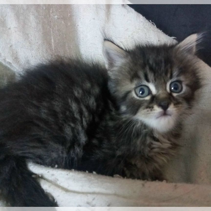 Котёнок в добрые руки