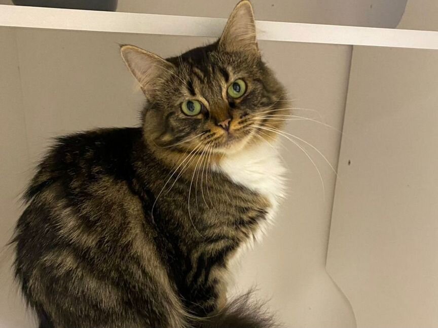 Не надеется