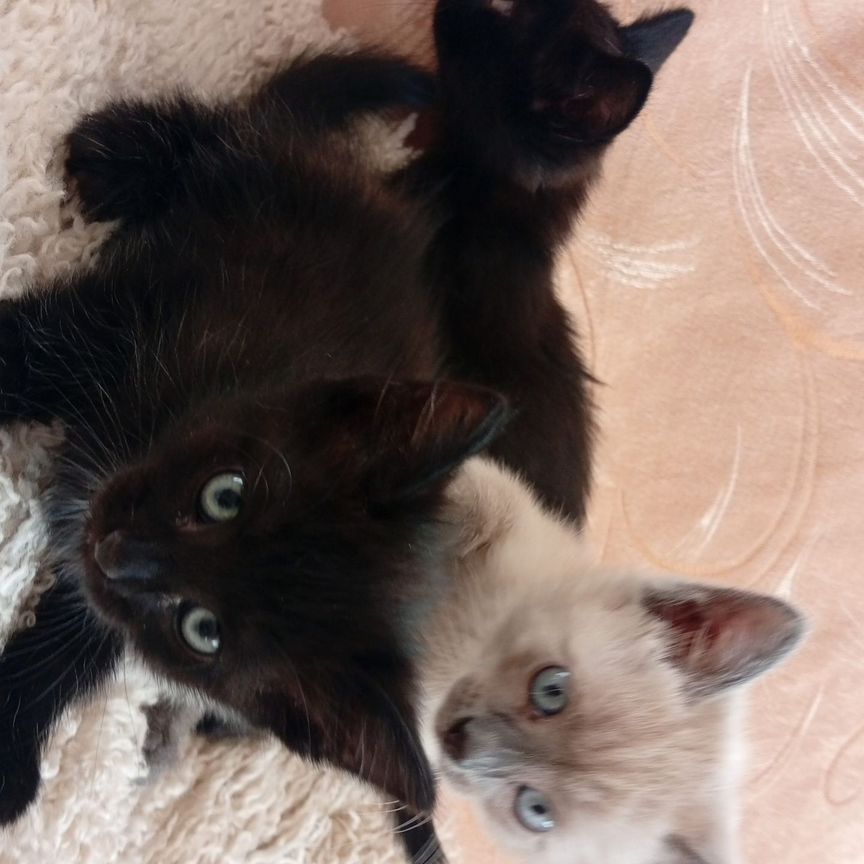 Котята в добрые руки