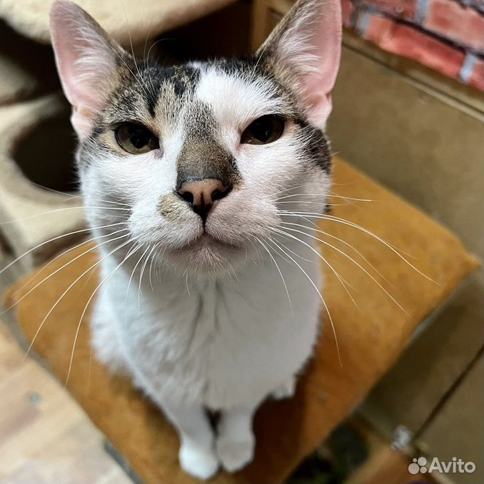 Котик мальчик Рубен 2 года