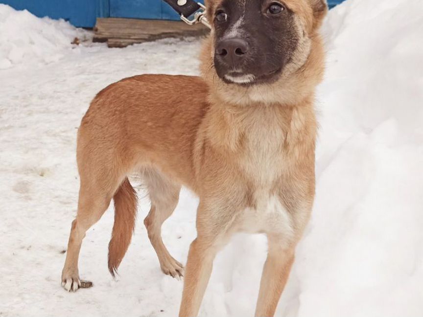 Взрослый щенок бросили хозяева