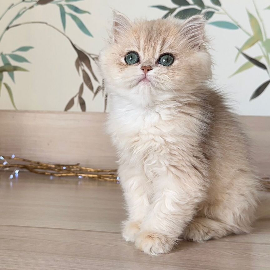 Британская золотая шиншилла котенок