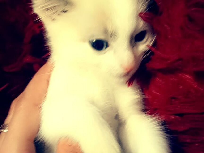 В добрые ручки милаху