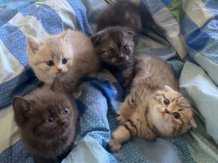 Котята шотландцы