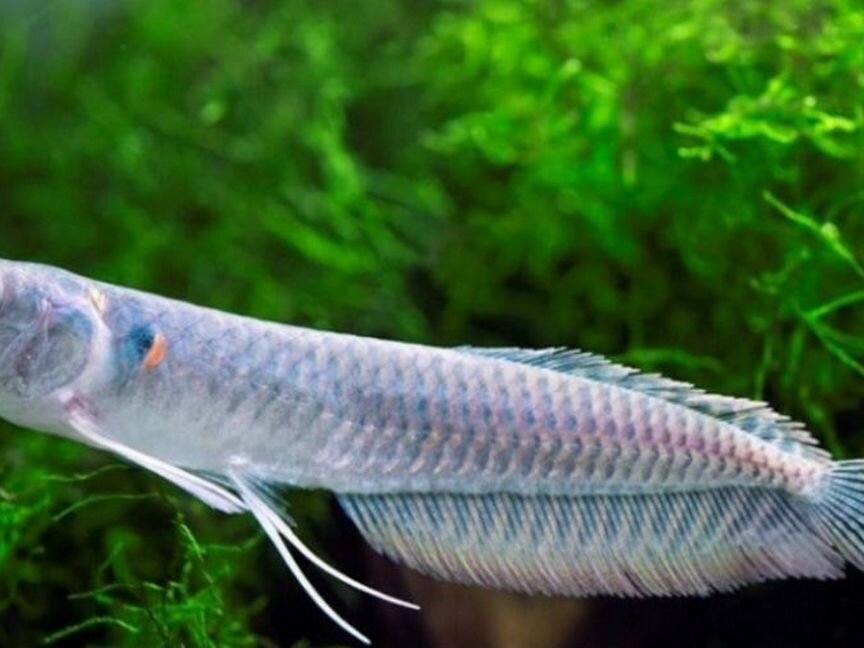 Арована серебряная, Астронотус и Сом