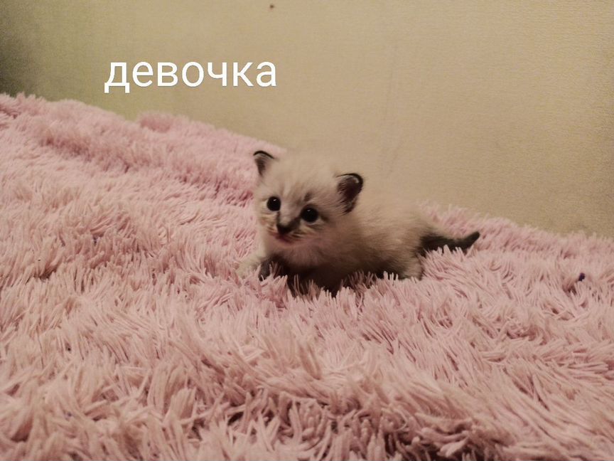 Котята невской-маскарадной кошки